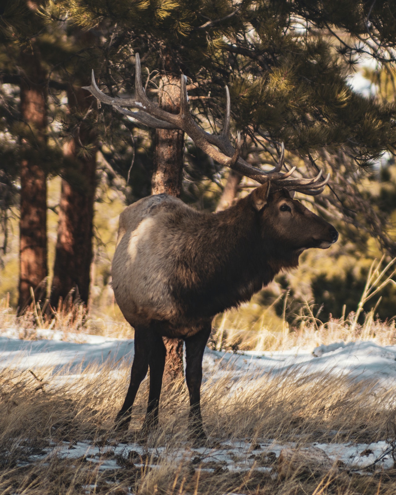 Elk Hunting Utah: 2025 Dates, Regulations, and Top Spots - Hunting Locator