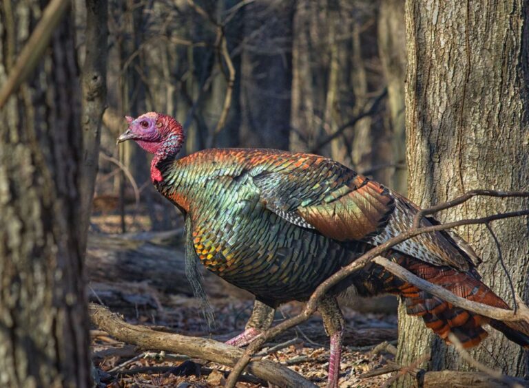 When Is Hunting Season in Alabama? The Ultimate Guide for 2024 Season