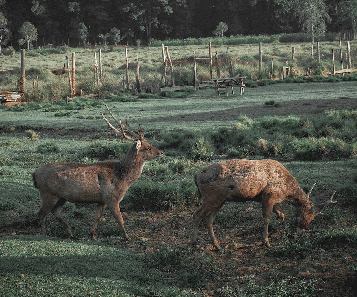 Deer Hunting in Texas: Overview for Hunters