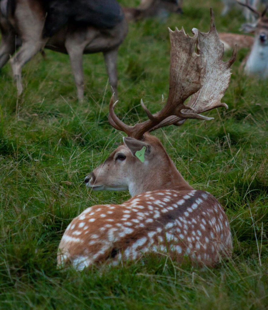 Deer Hunting in Texas: Overview for Hunters