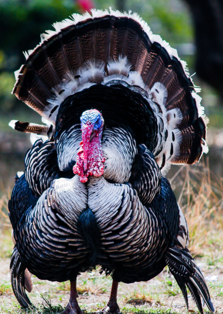 Turkey Hunting in Texas: Beginner's Complete Guide