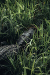 Georgia Hunting Seasons: A Beginner’s Guide to the Best Games in 2024