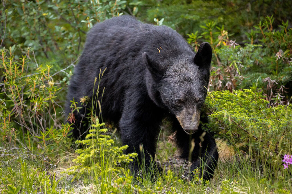 Kentucky Bear Season: Key Dates, Rules, and Info