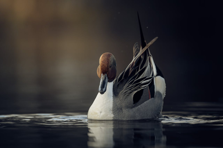 The Best Duck Hunting States for Bagging Your Waterfowl