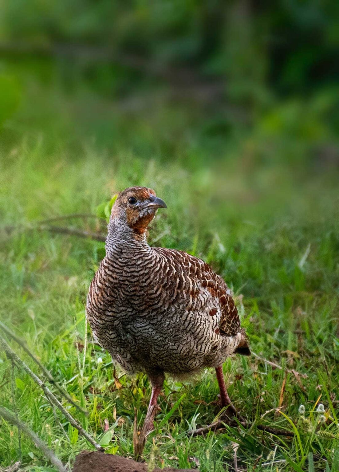 Exploring Georgia's Finest: A 2024 Guide to Quail Hunting