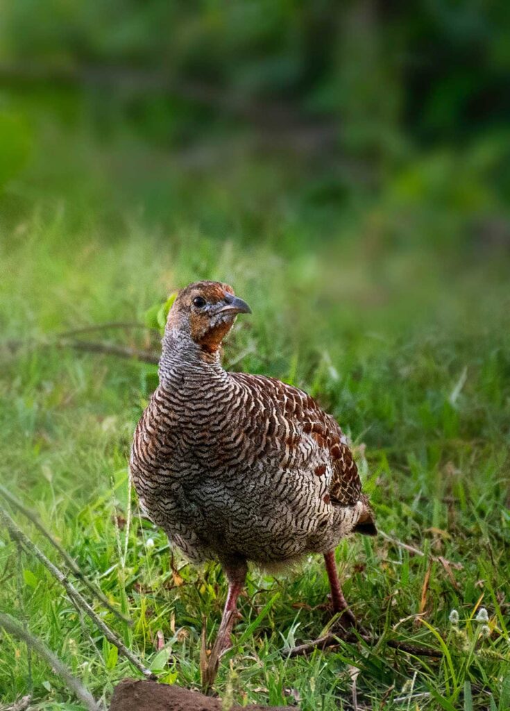 Exploring Georgia's Finest: A 2024 Guide to Quail Hunting