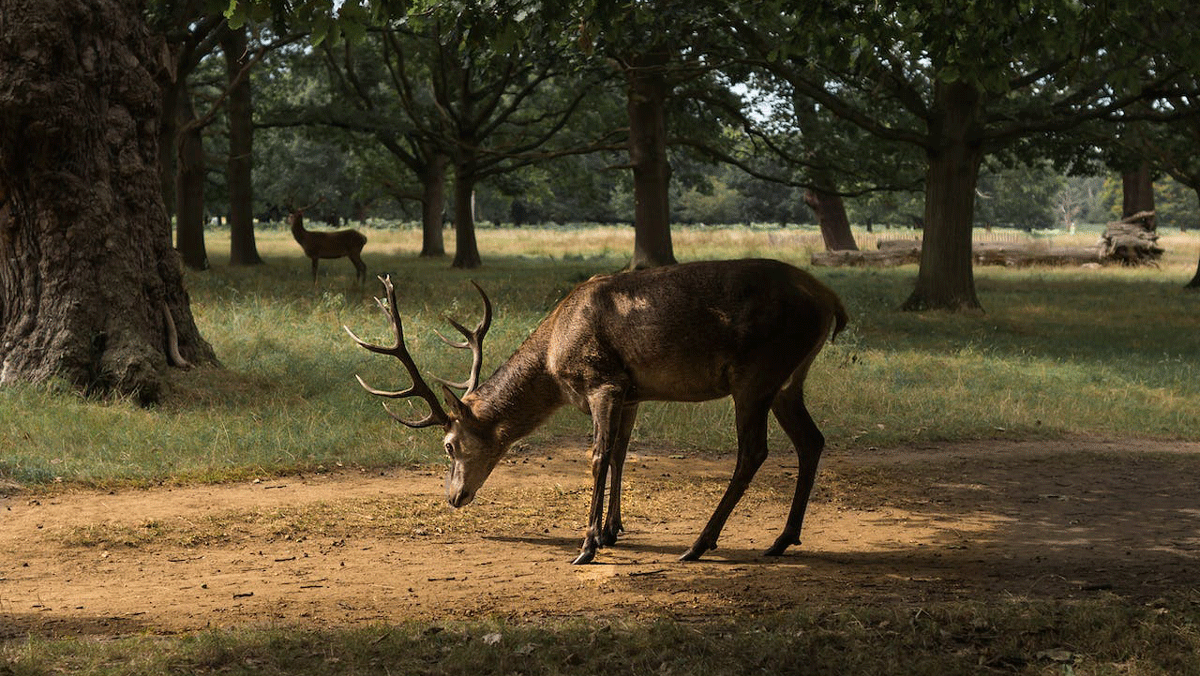 Kentucky Deer Season - Key Dates, Rules, and Tips