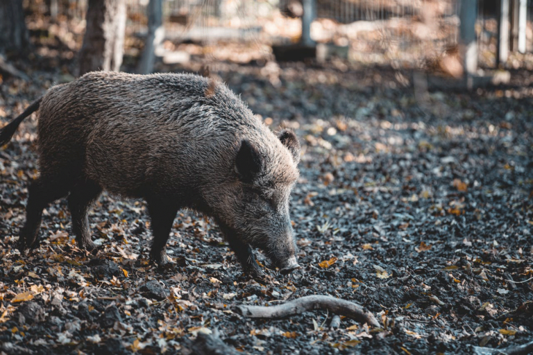 Hog Hunting in Louisiana: The Definitive Guide for Hunters