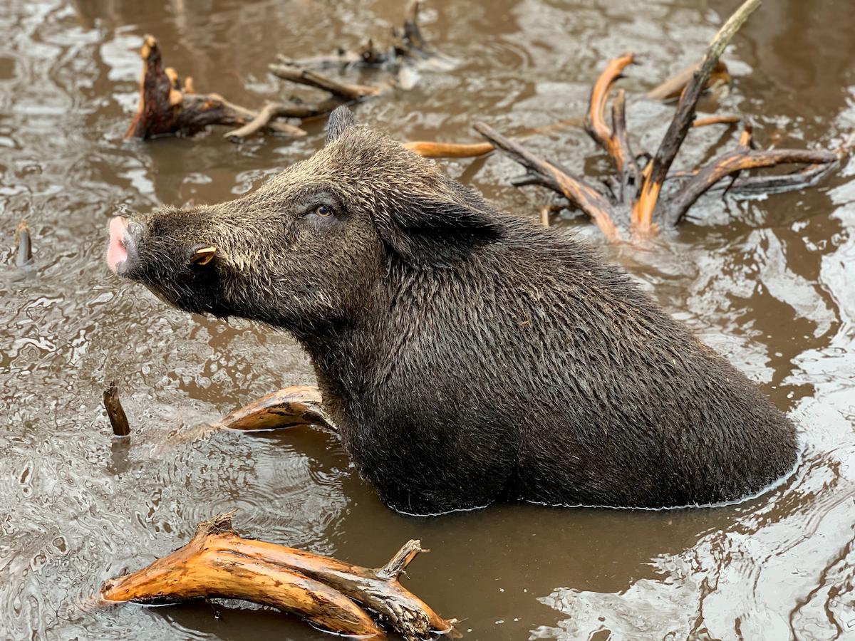 Hog Hunting in Florida: Essential Tips and Top Spots