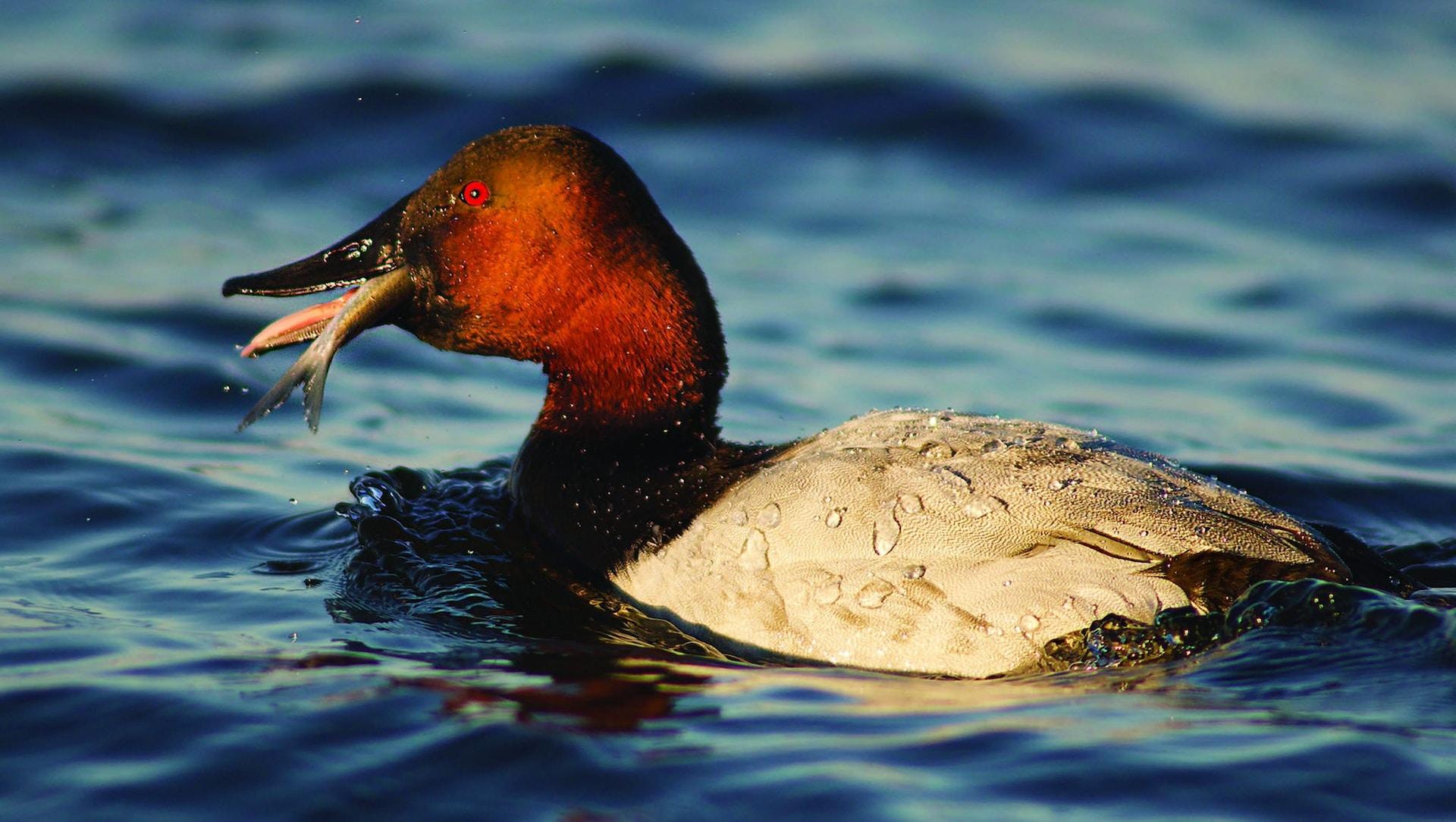 Duck Hunting in Louisiana: The Best Beginners Guide for an ...