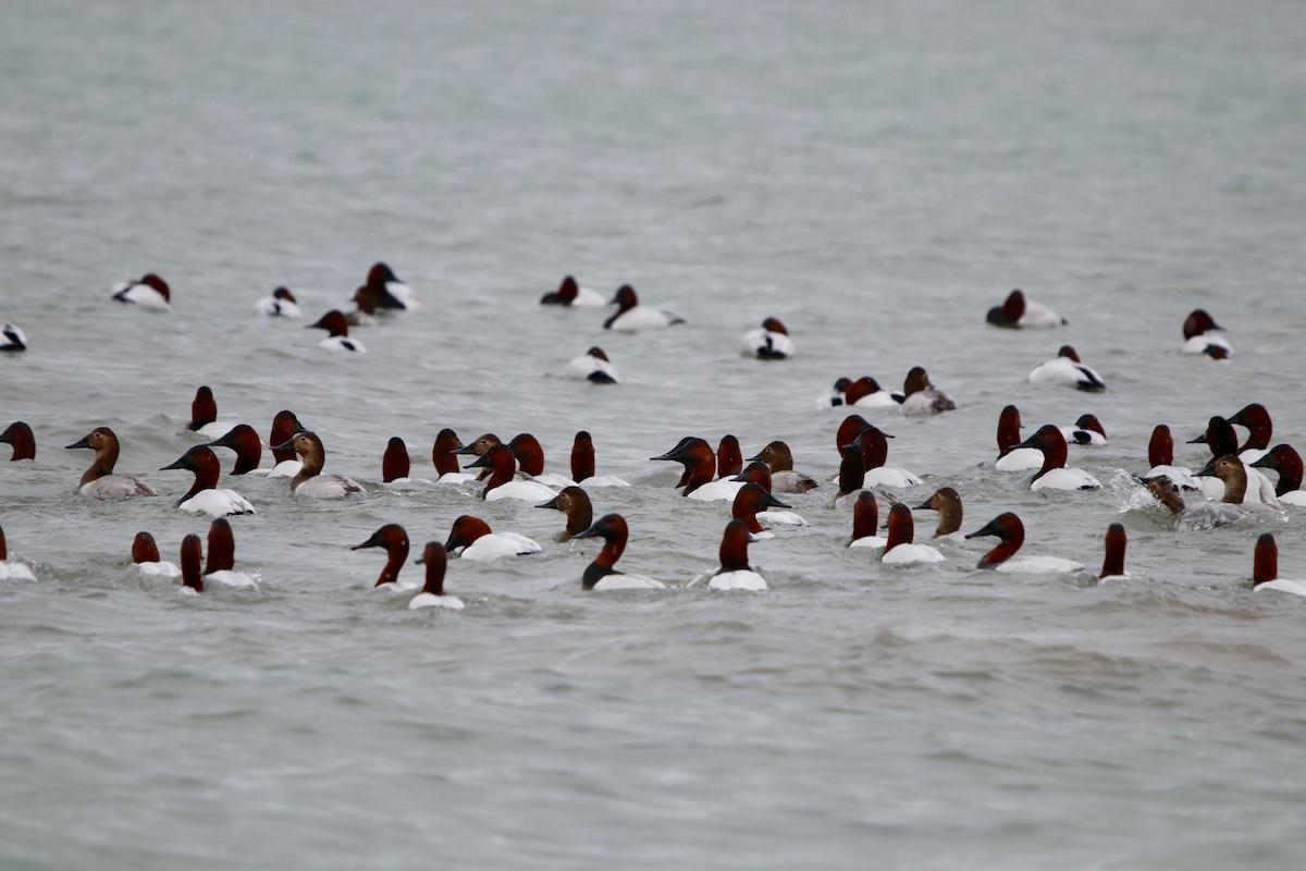 Duck Season in Michigan | Key Dates, Species, Info, and Tips