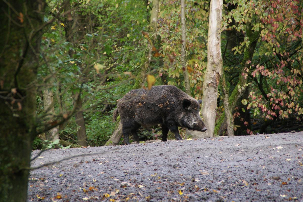 Hog Hunting in Florida: Essential Tips and Top Spots