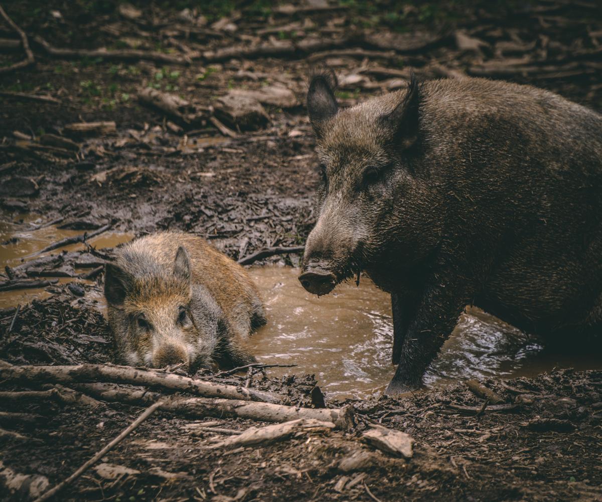 Join the Crusade! Go Hog Hunting in Ohio this year.