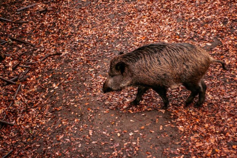 Hog Hunting in Florida: Essential Tips and Top Spots