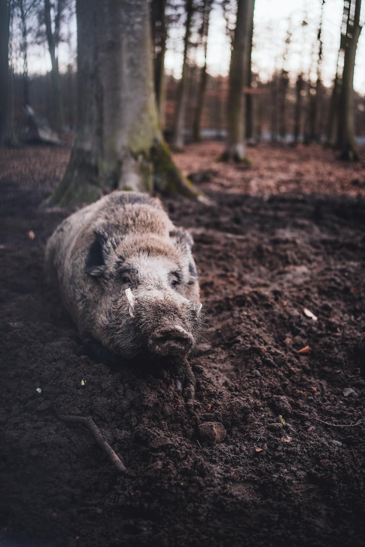 South Carolina Hog Hunting: A Comprehensive Guide for 2025