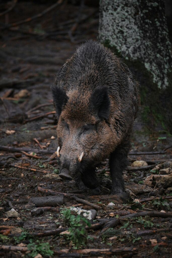 Hog Hunting in Alabama: Your Ultimate Beginner’s Guide