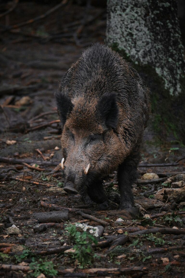 Hog Hunting in Alabama: Your Ultimate Beginner’s Guide