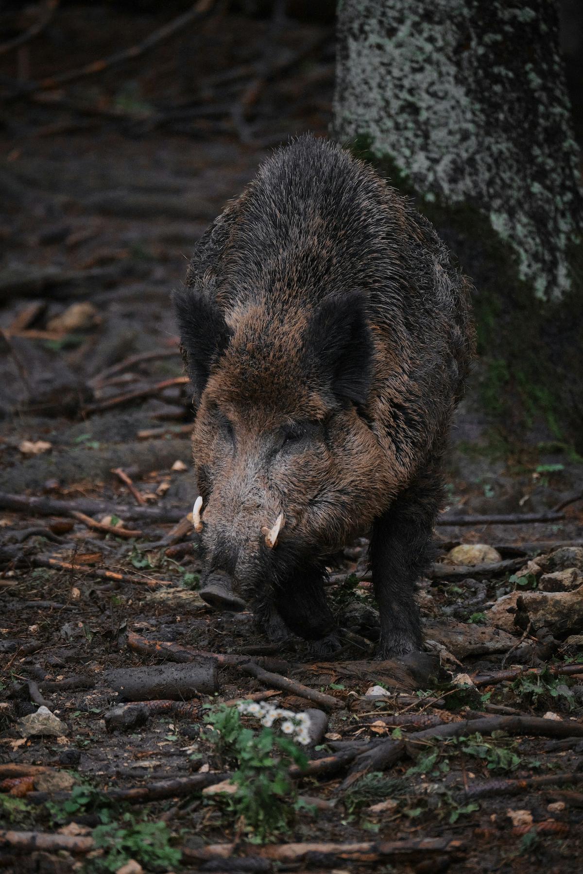 Hog Hunting in Alabama: Your Ultimate Beginner’s Guide