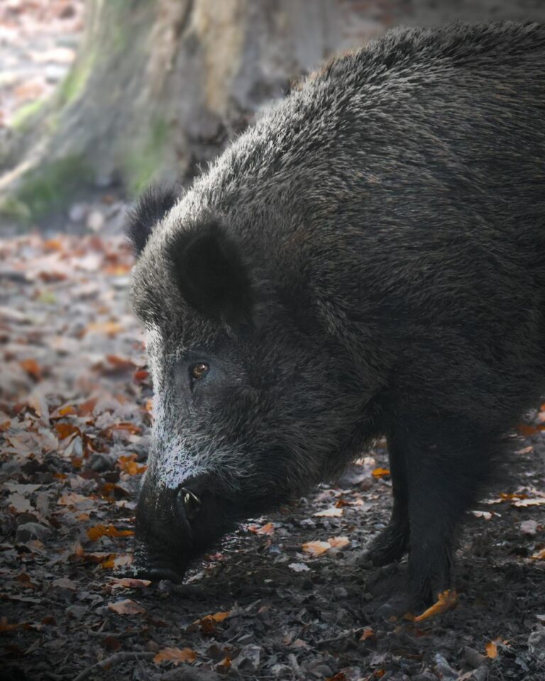 Hog Hunting in Alabama: Your Ultimate Beginner’s Guide