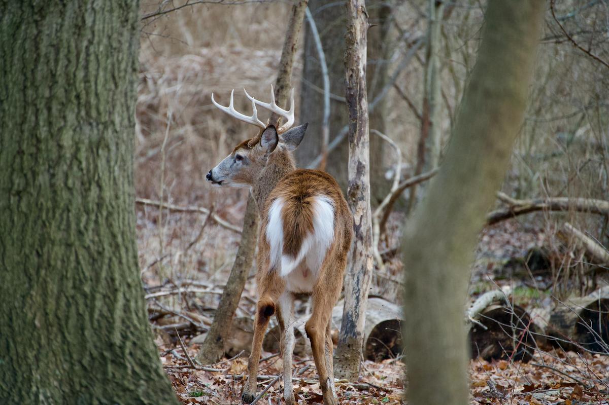 Alabama Whitetail Hunts: Top Lodges, Prime Zones - The Ultimate Guide ...