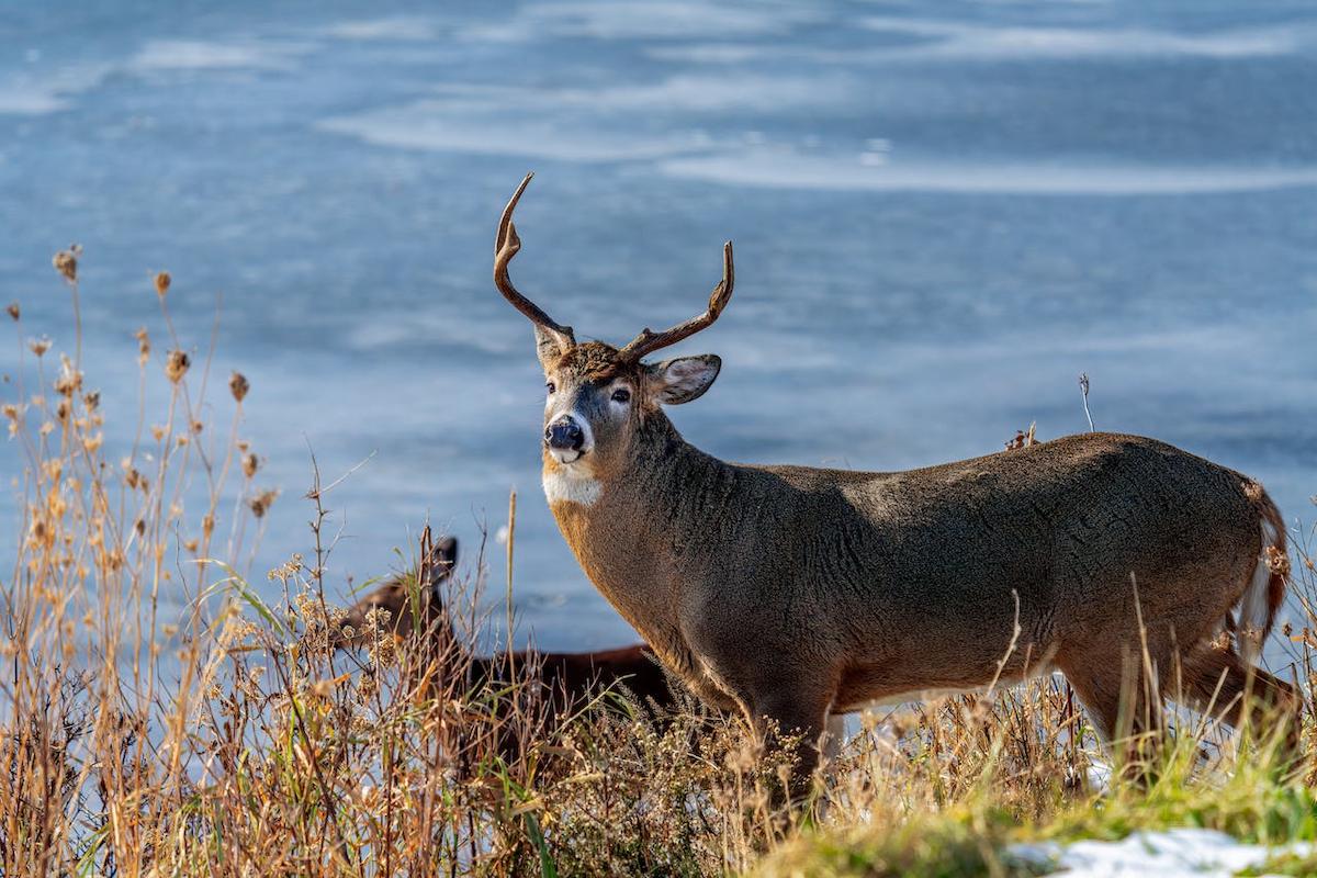 Alabama Whitetail Hunts: Top Lodges, Prime Zones - The Ultimate Guide ...
