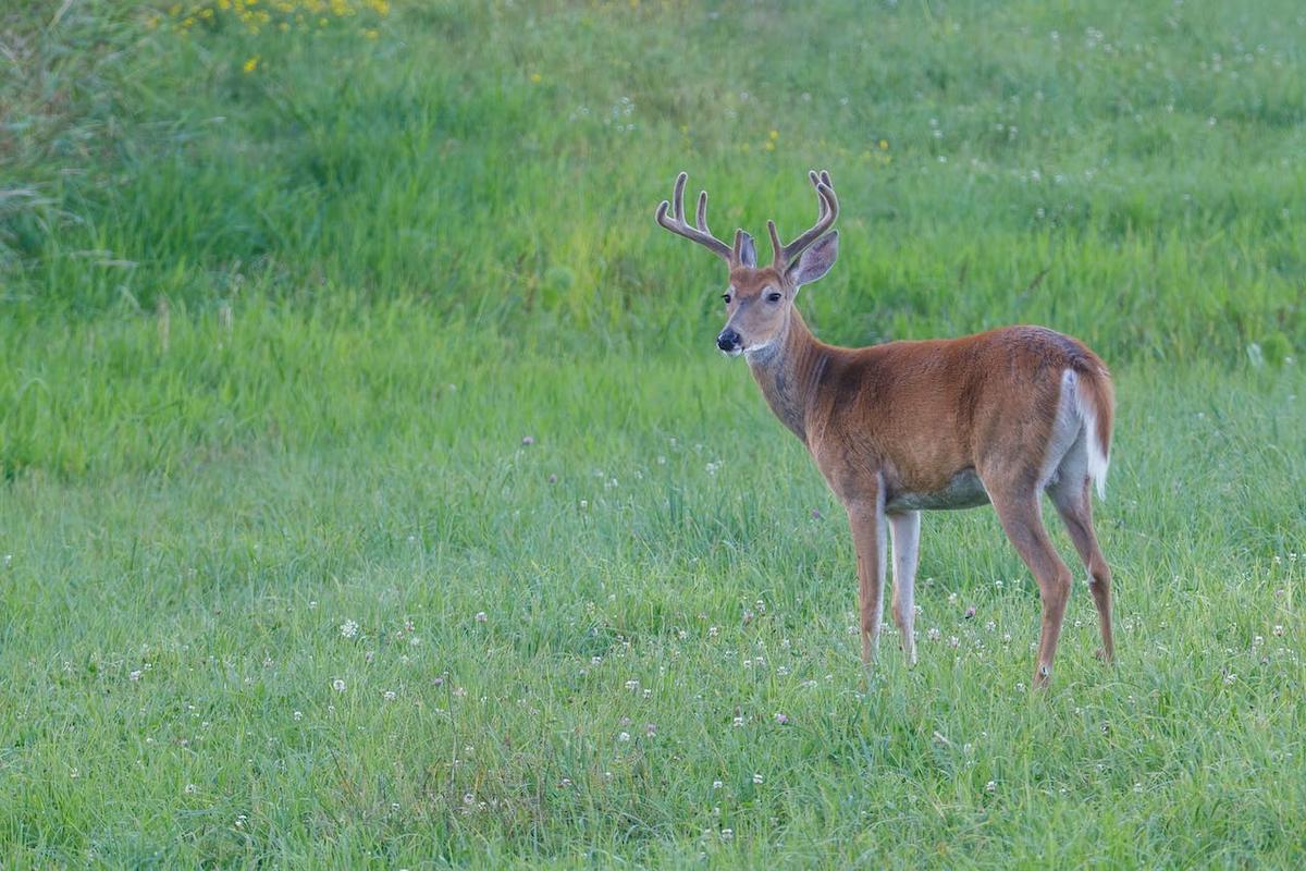 Alabama Whitetail Hunts: Top Lodges, Prime Zones - The Ultimate Guide ...