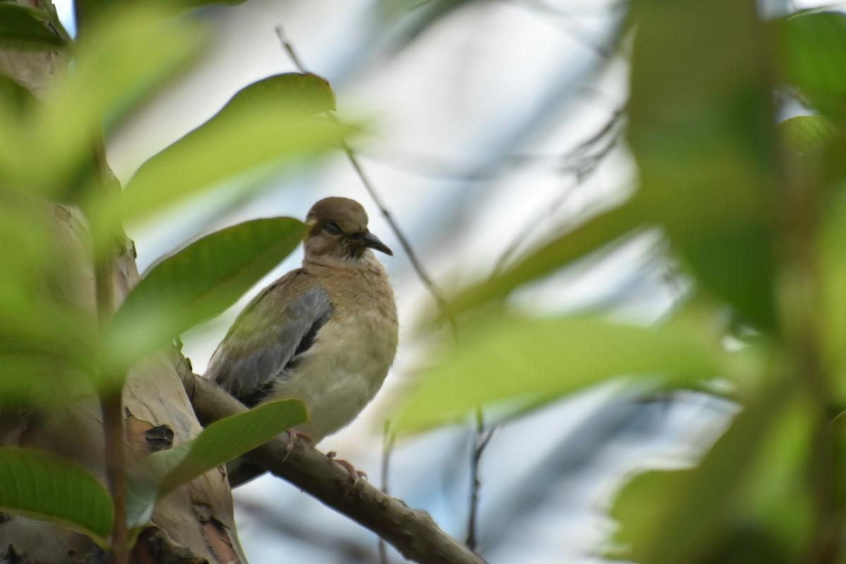 Dove Hunting in South Carolina: The Ultimate Season 2023/2024 Guide