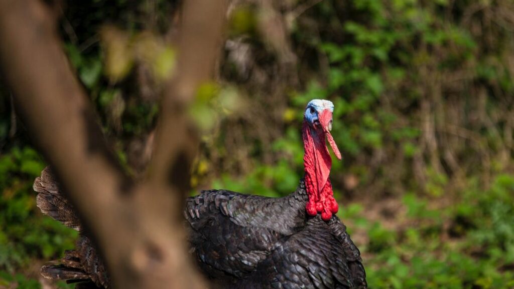 Turkey Hunting Season in Michigan - Hunting Locator