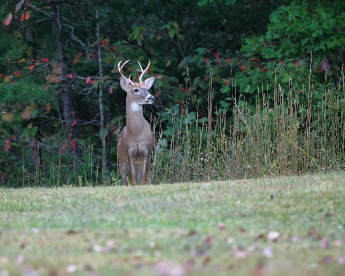 High Fence Hunting in Alabama: The Ultimate Guide for the 2024 Hunting ...