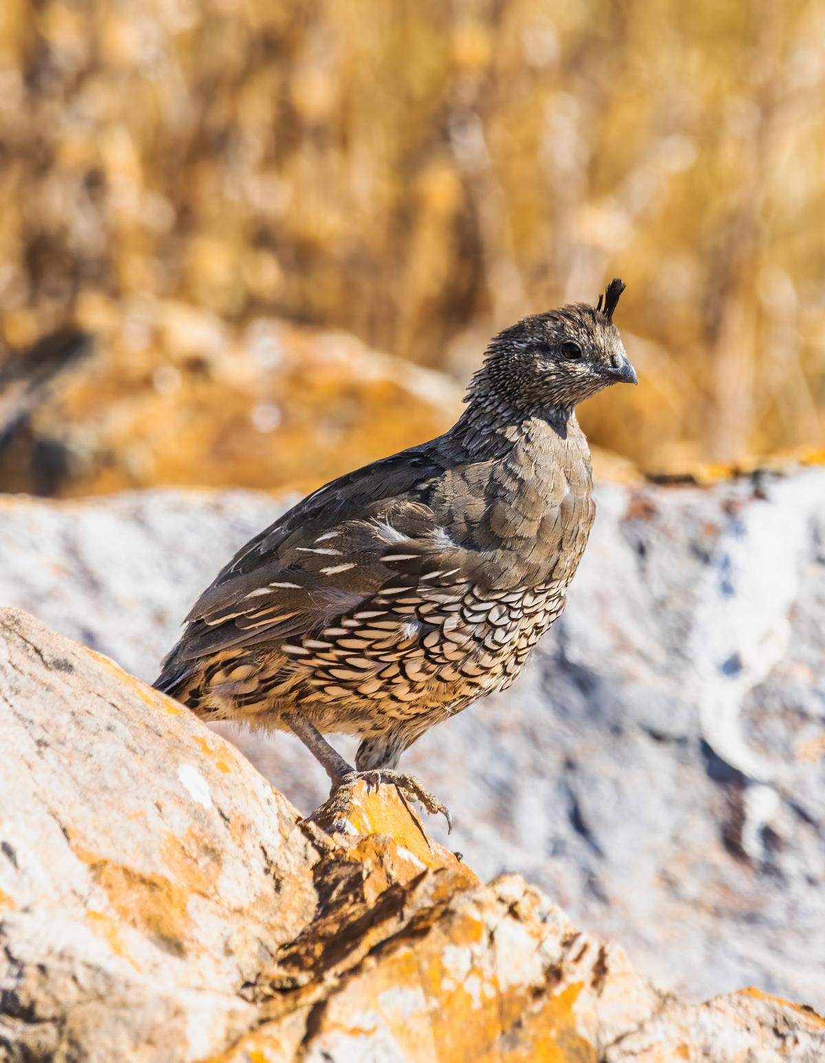 Quail Hunting in Florida: The ultimate Guide for Quail Hunting in 2024