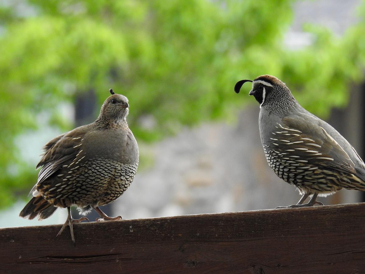 Quail Hunting in Florida: The ultimate Guide for Quail Hunting in 2024
