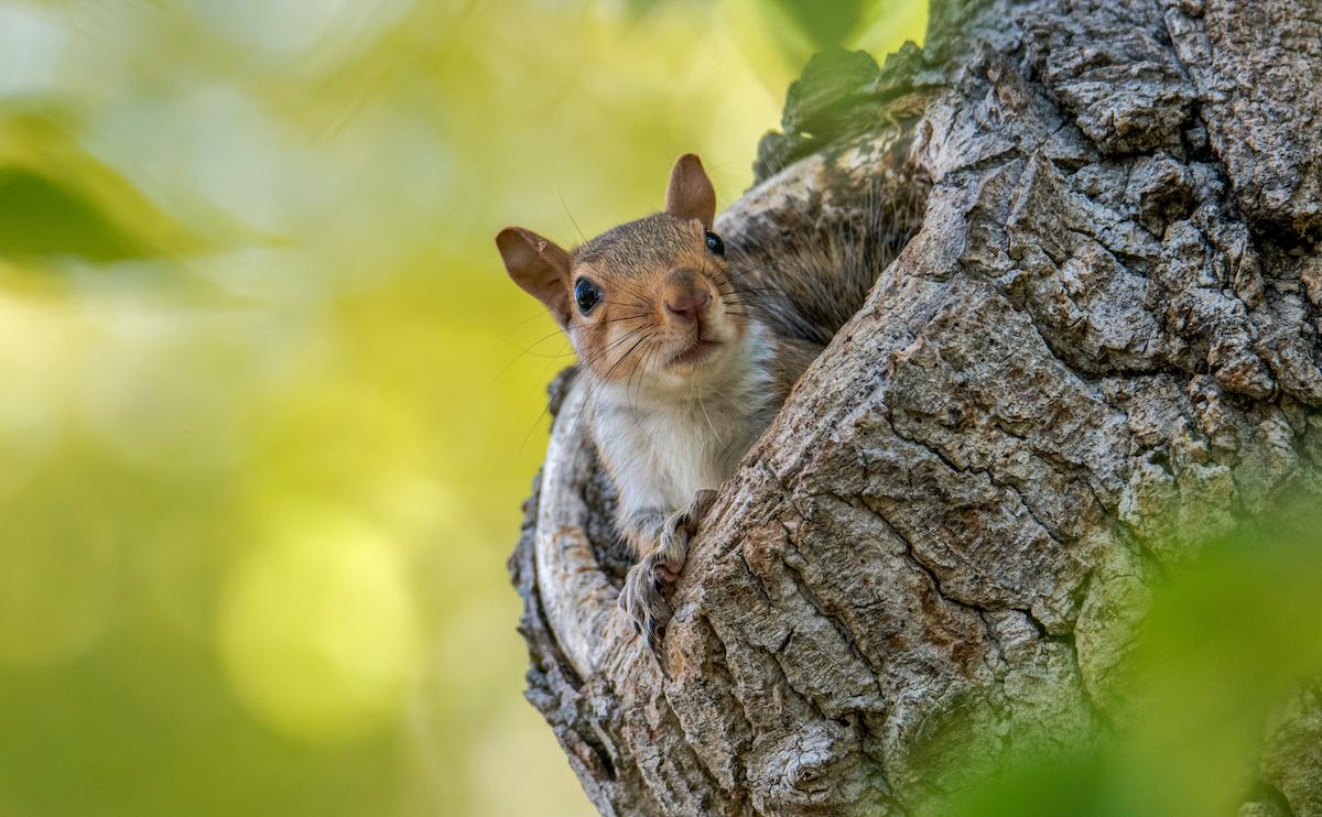 When Is Hunting Season in Alabama? The Ultimate Guide for 2024 Season