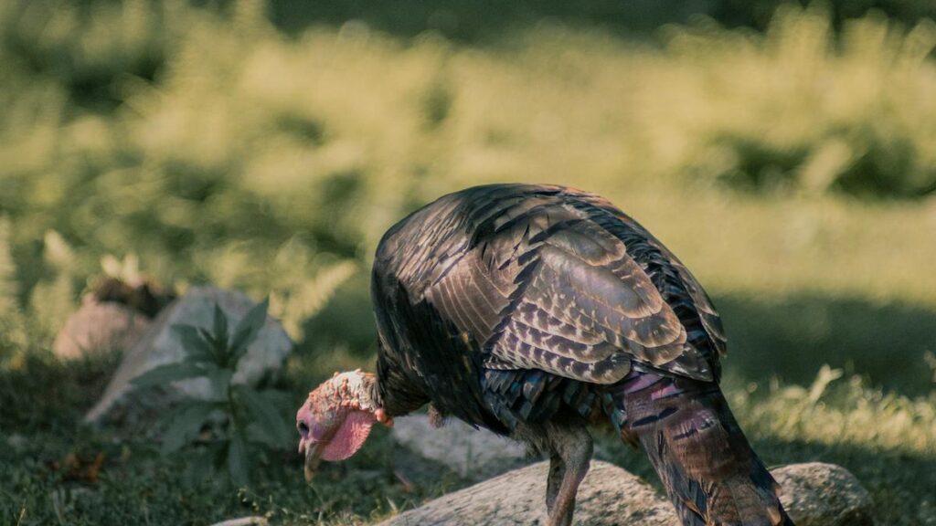Kentucky Turkey Season Essentials: Gear Up for the Hunt