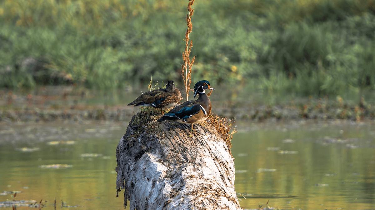 When Is Hunting Season in Alabama? The Ultimate Guide for 2024 Season