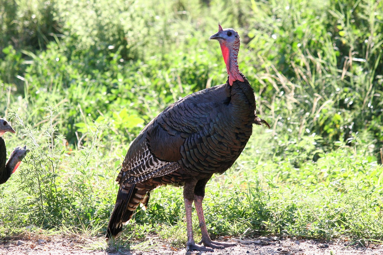 Mississippi Spring Turkey Season 2026: Your Complete Planning Guide