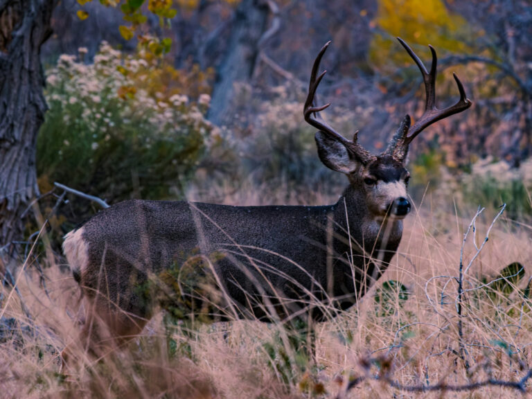 Indiana Hunting Seasons: Your Complete Guide for 2024-2025