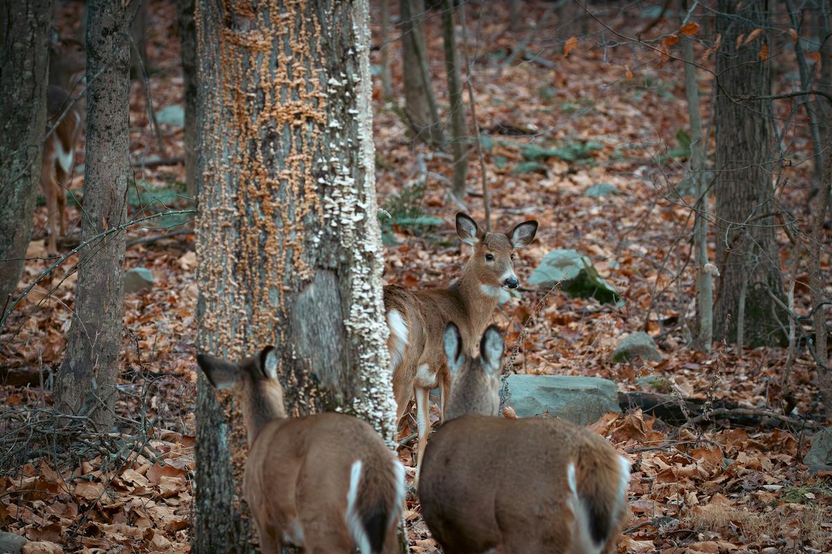 How to Find Deer Bedding Areas: Guide for Successful Scouting
