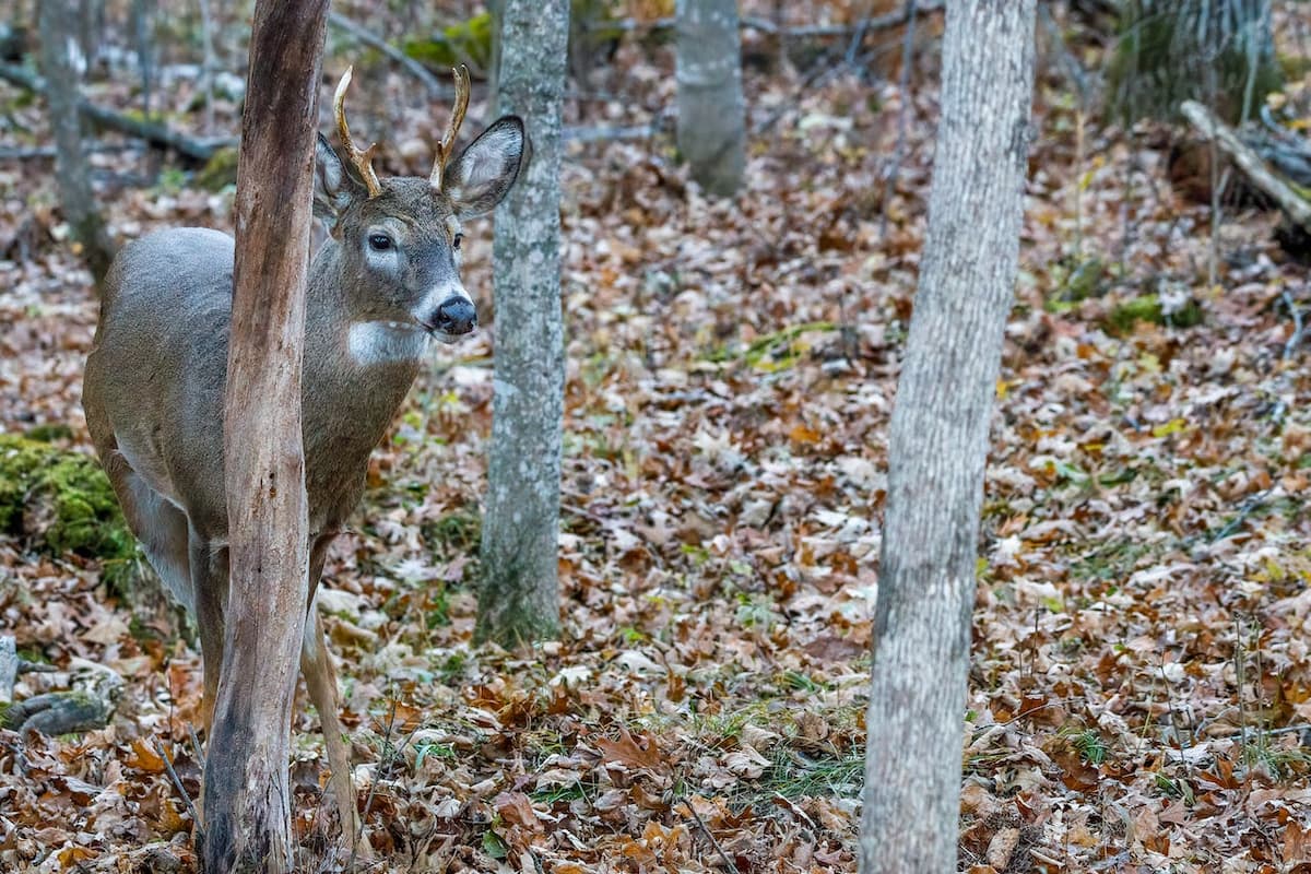 Deer Hunting in North Carolina: Have a Successful 2024 Season