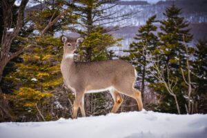 Where Do Deer Sleep? - Hunting Locator