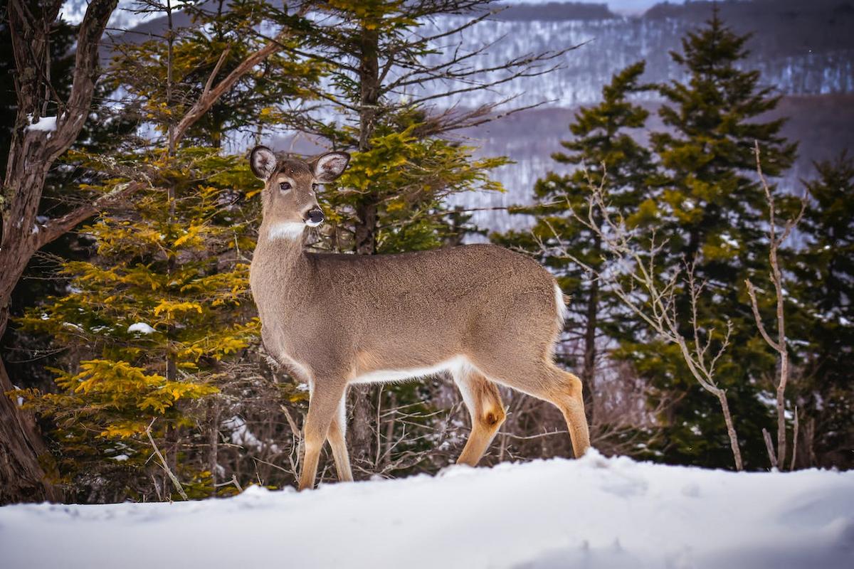 Where Do Deer Sleep? - Hunting Locator