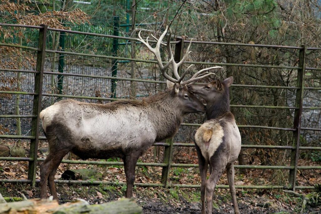 Elk Hunting in North Carolina: Tips, Tactics, and Regulations Every ...