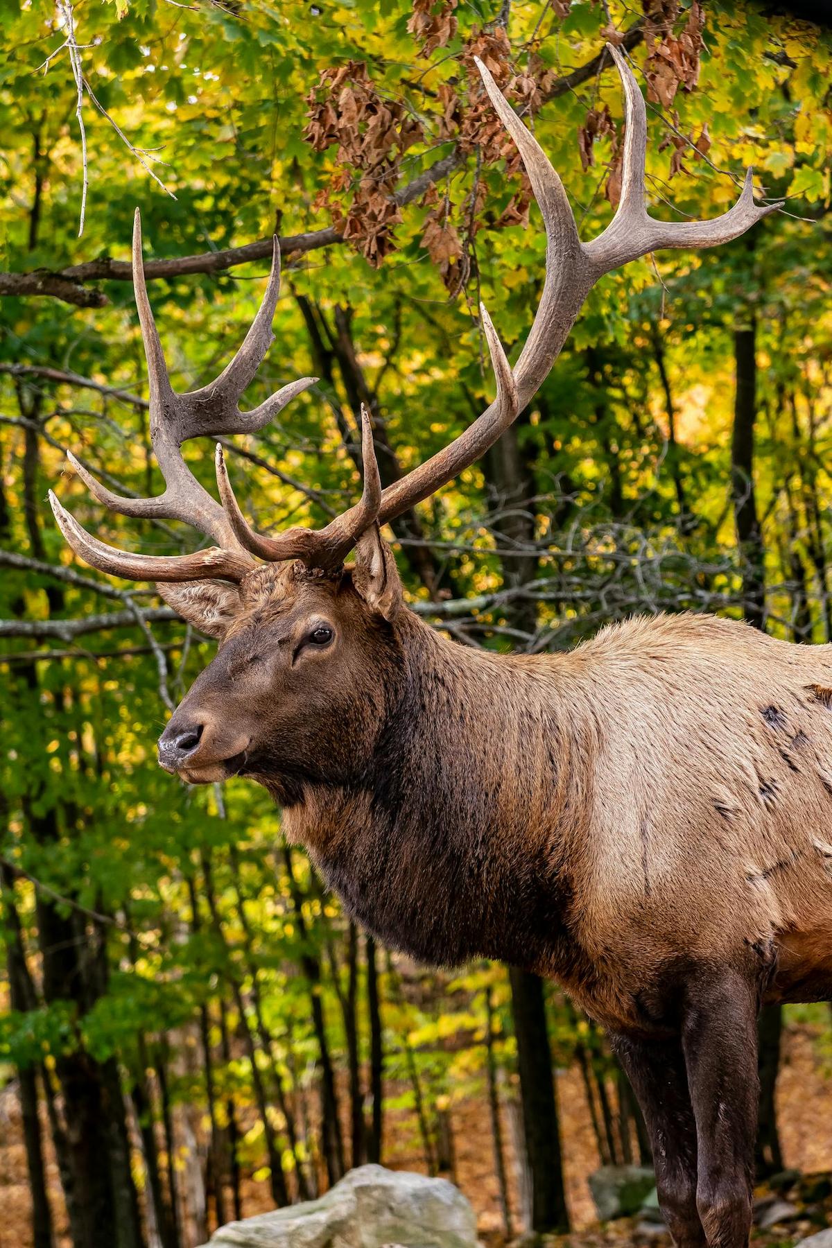 Colorado Elk Hunting: The Complete Guide