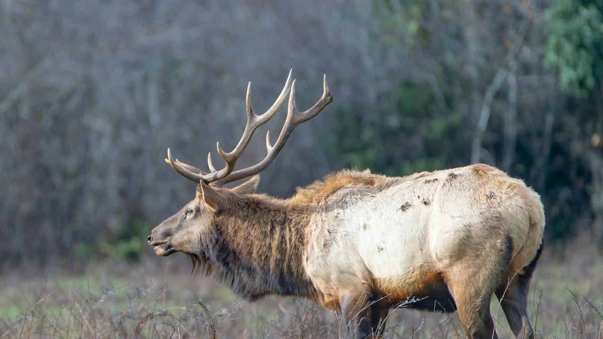 Elk Hunting in North Carolina: Tips, Tactics, and Regulations Every ...