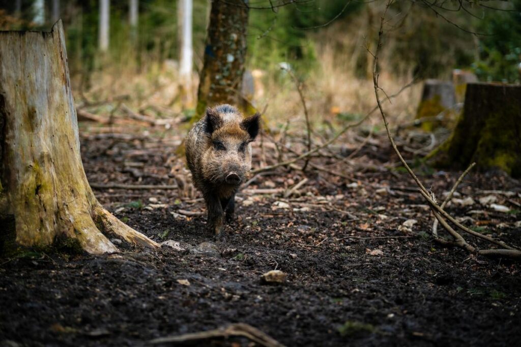 Hog Hunting in North Carolina: A Comprehensive Overview for the 20204 ...