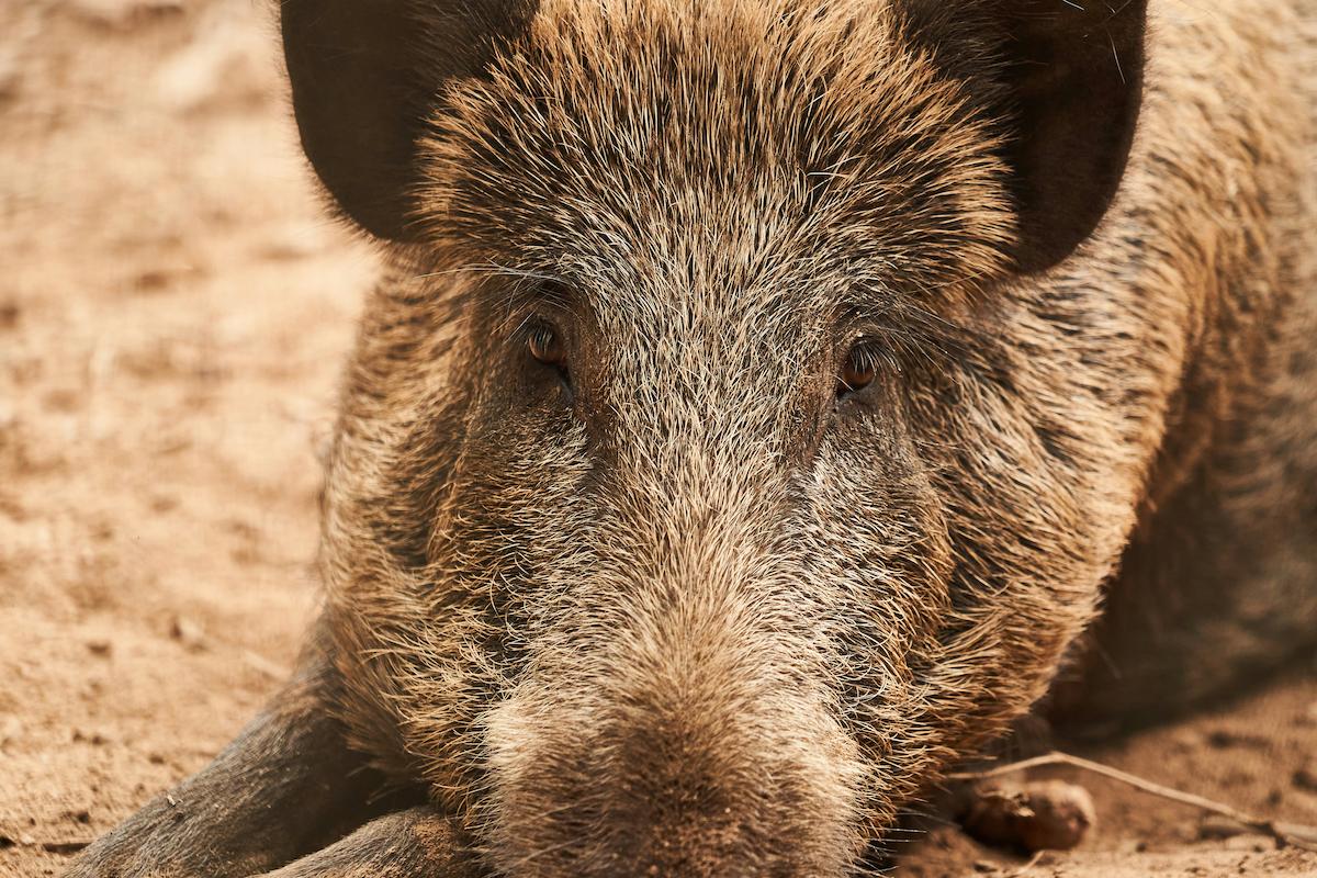 Hog Hunting in North Carolina: A Comprehensive Overview for the 20204 ...
