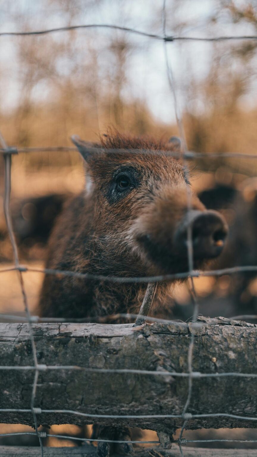 Hog Hunting in North Carolina: A Comprehensive Overview for the 20204 ...