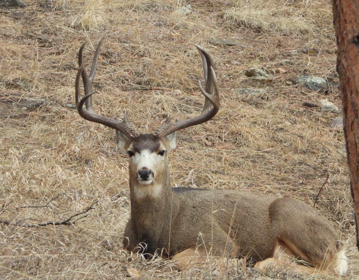 Texas Mule Deer Hunting Season 2025/2026 - Hunting Locator