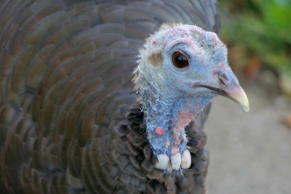 Indiana Turkey Season | Key Dates, Info, and the Top Spots
