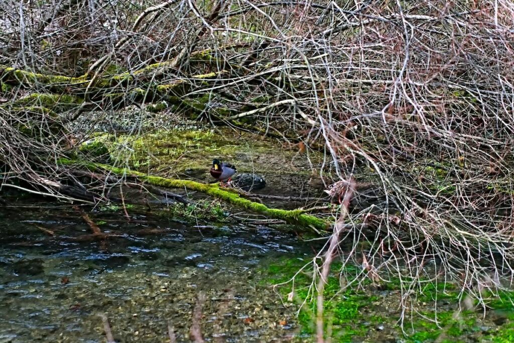 Arkansas Hunting Season: A Beginner's Guide to Thrive in Season 2024