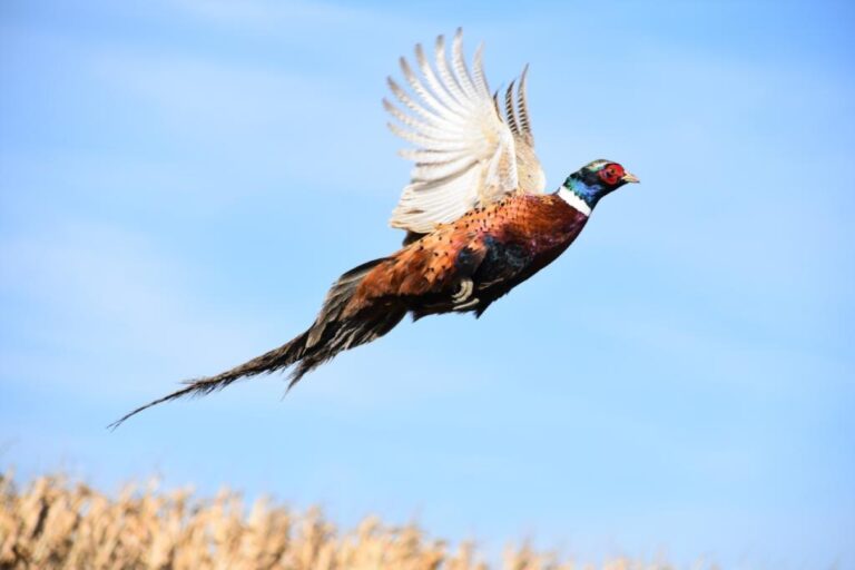 Kansas Hunting Seasons 2025/2026: Complete Guide
